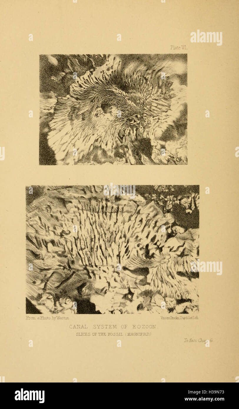 This plate illustrates the early stages of life on Earth, showcasing ...