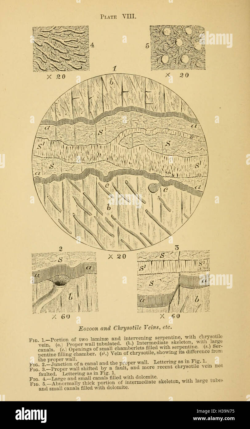 Earliest life form hi-res stock photography and images - Alamy