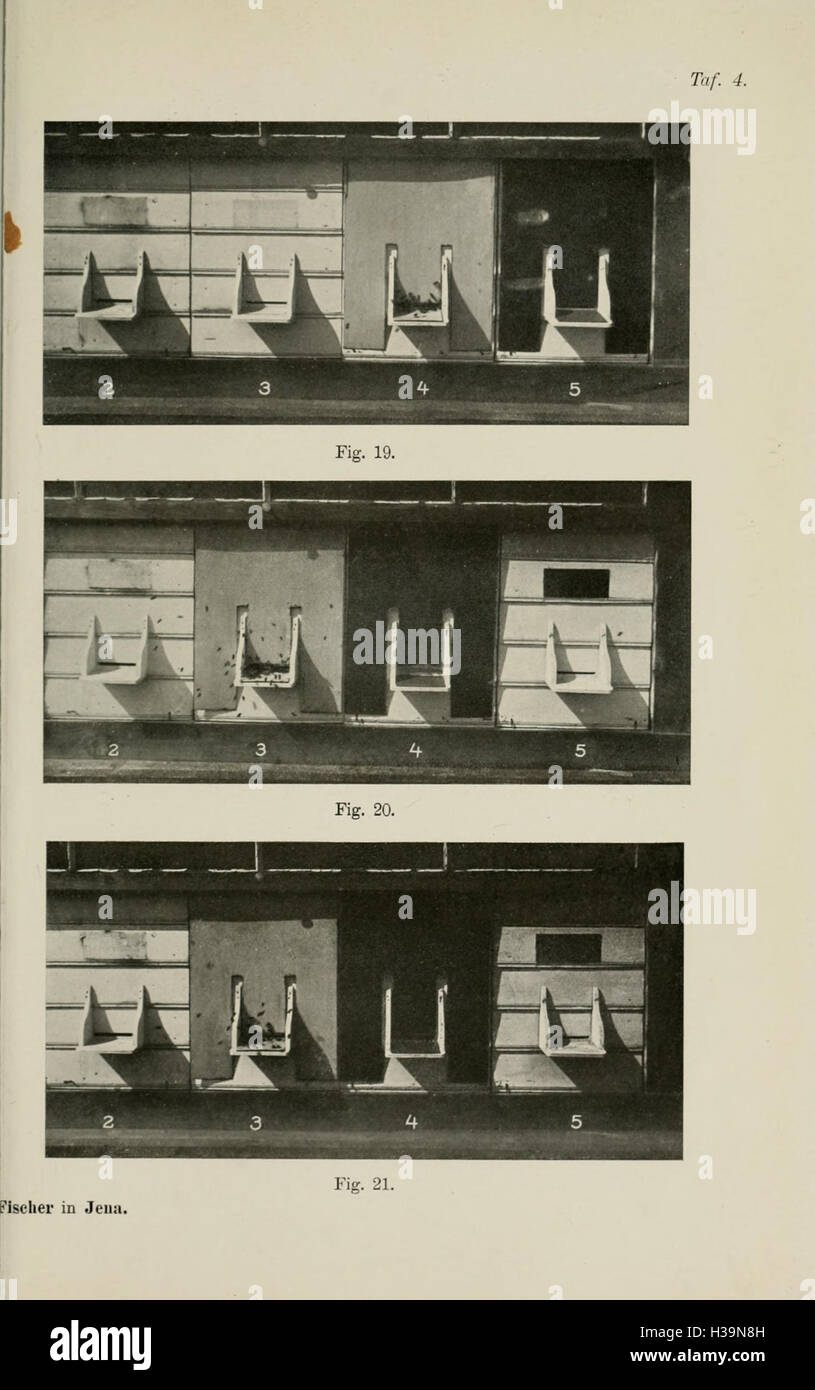 This work, translated as 'The color sense and form sense of the bee ...