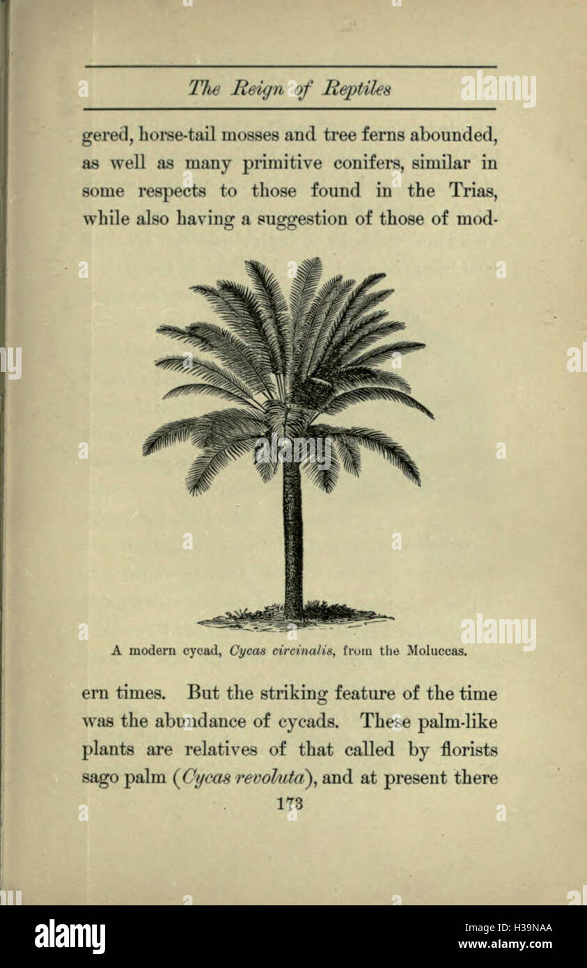 This work explores the animals of North America that existed before the ...