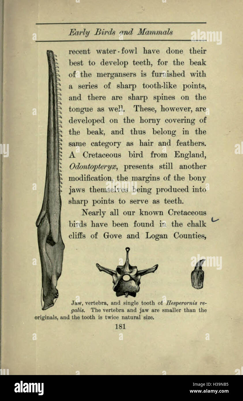 This reference discusses the animals that existed in North America ...