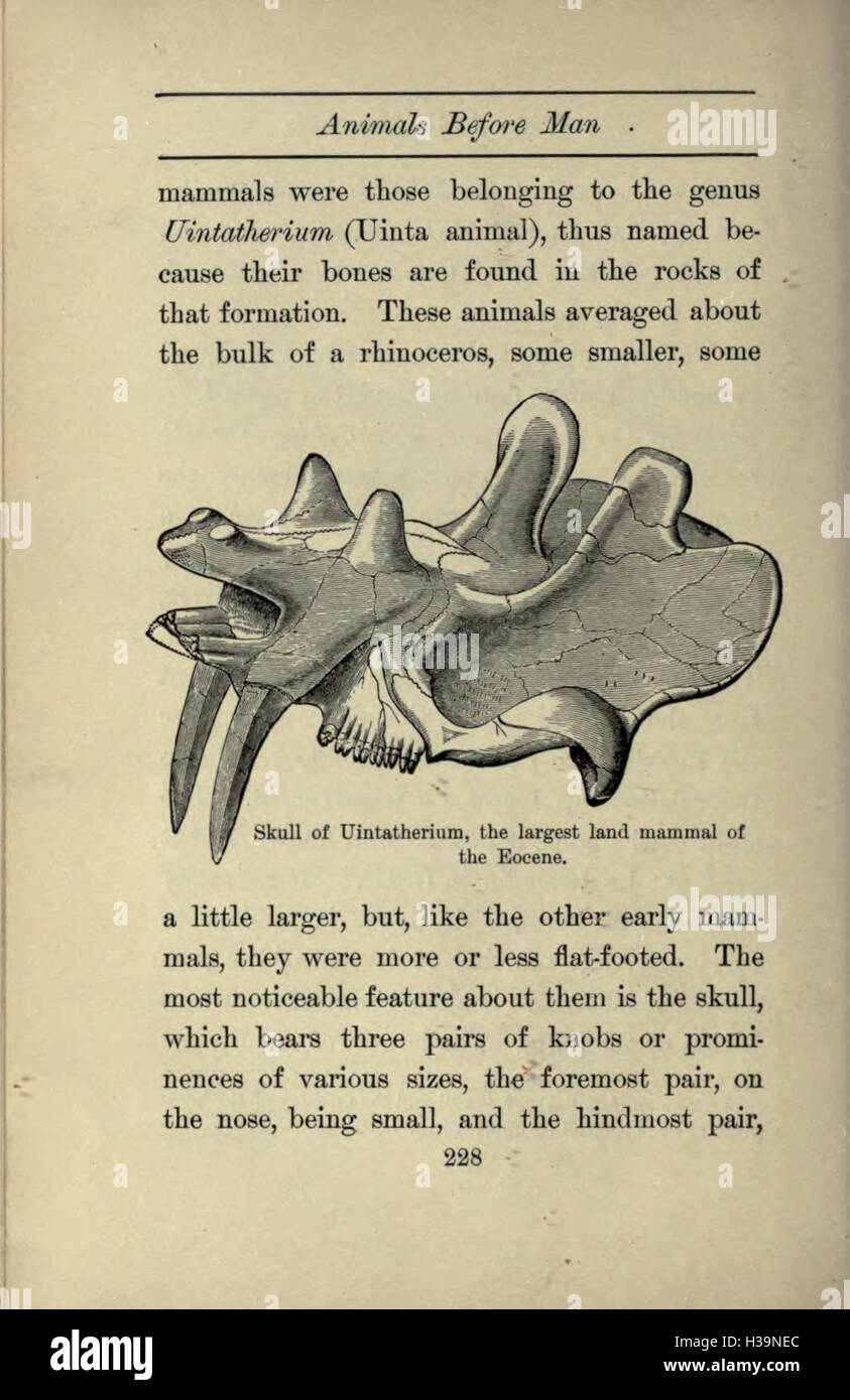 This study examines the prehistoric animals that inhabited North ...