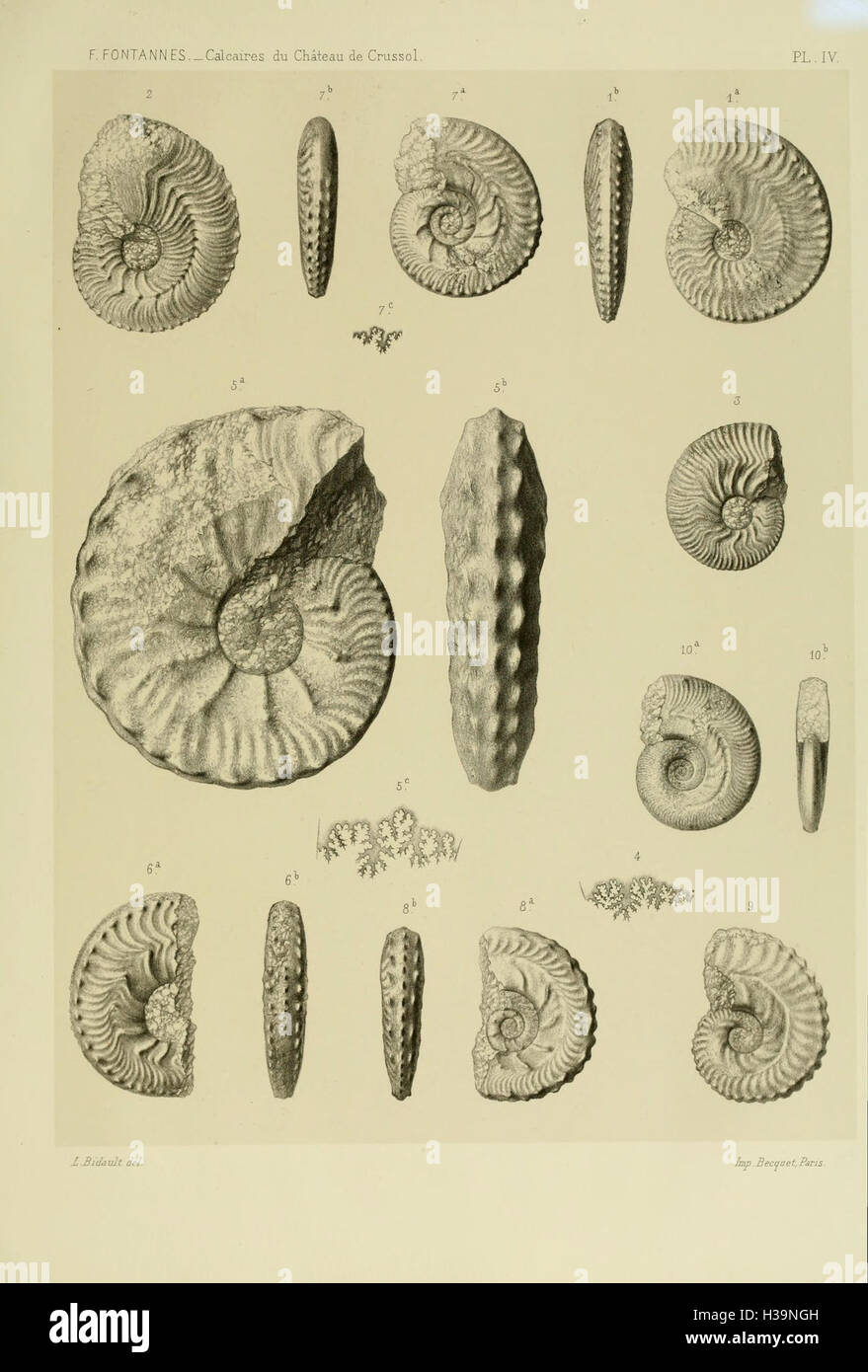 This work describes ammonite fossils from the limestone of the Château ...
