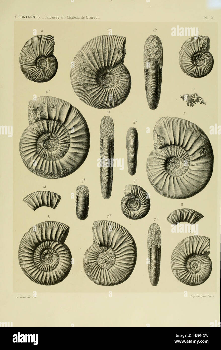 This work provides a detailed description of ammonite fossils from the ...