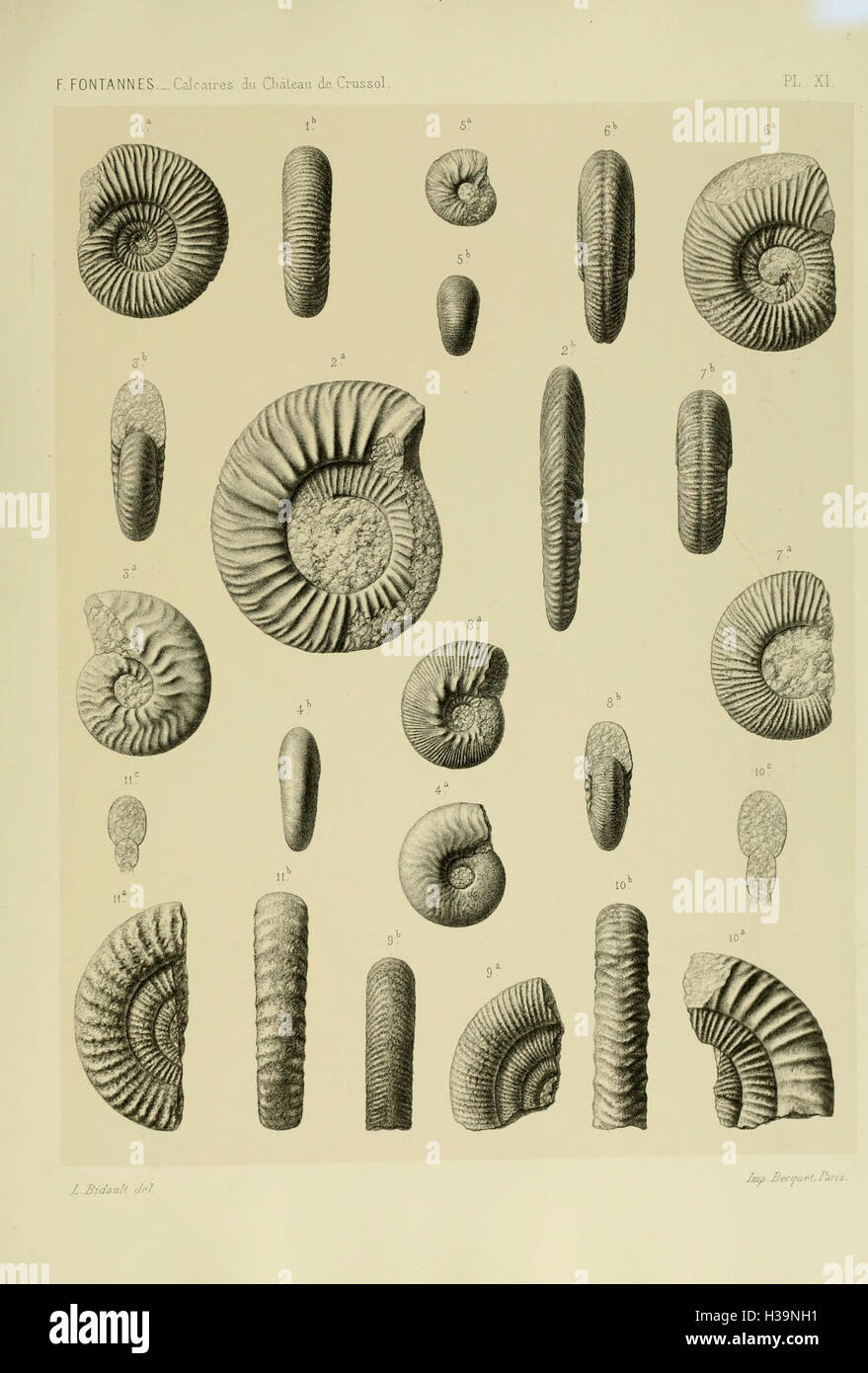 Fossil shells in limestone hi-res stock photography and images - Alamy