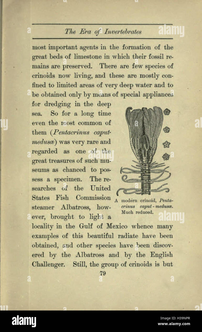 An exploration of the animals that lived in North America before the ...