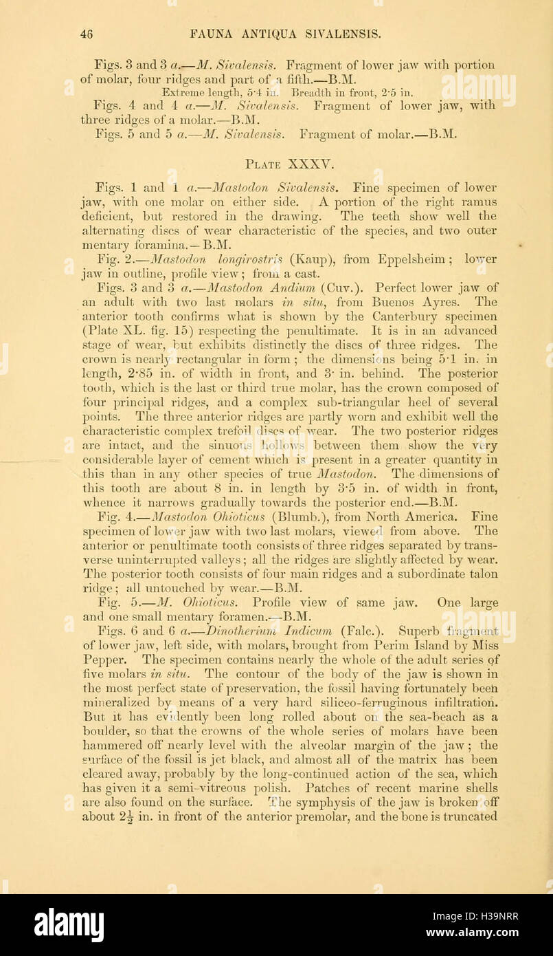 This page describes the illustrations of the extinct species of the ...