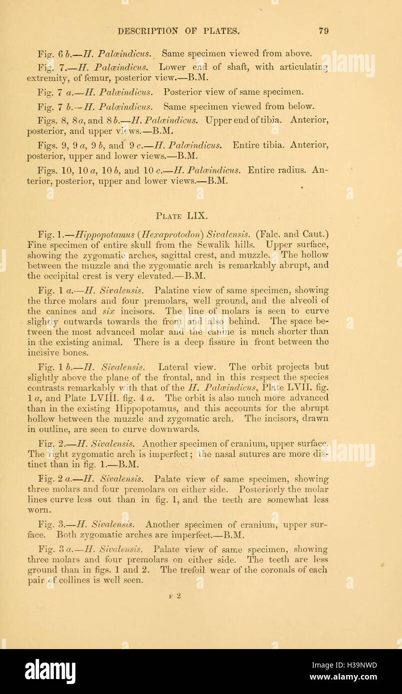 Species reconstruction hi-res stock photography and images - Alamy