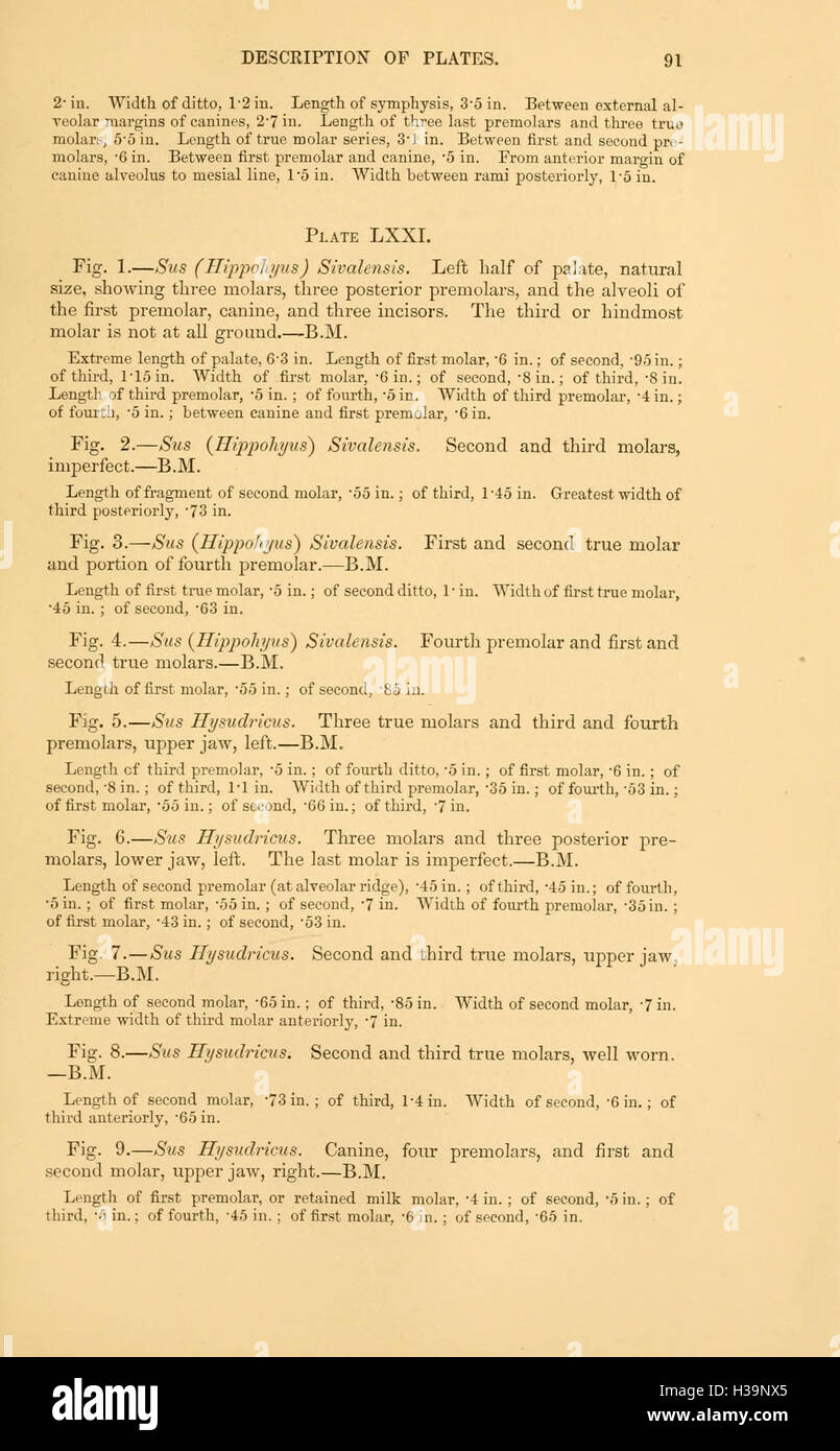 This work describes the detailed illustrations of extinct species found ...