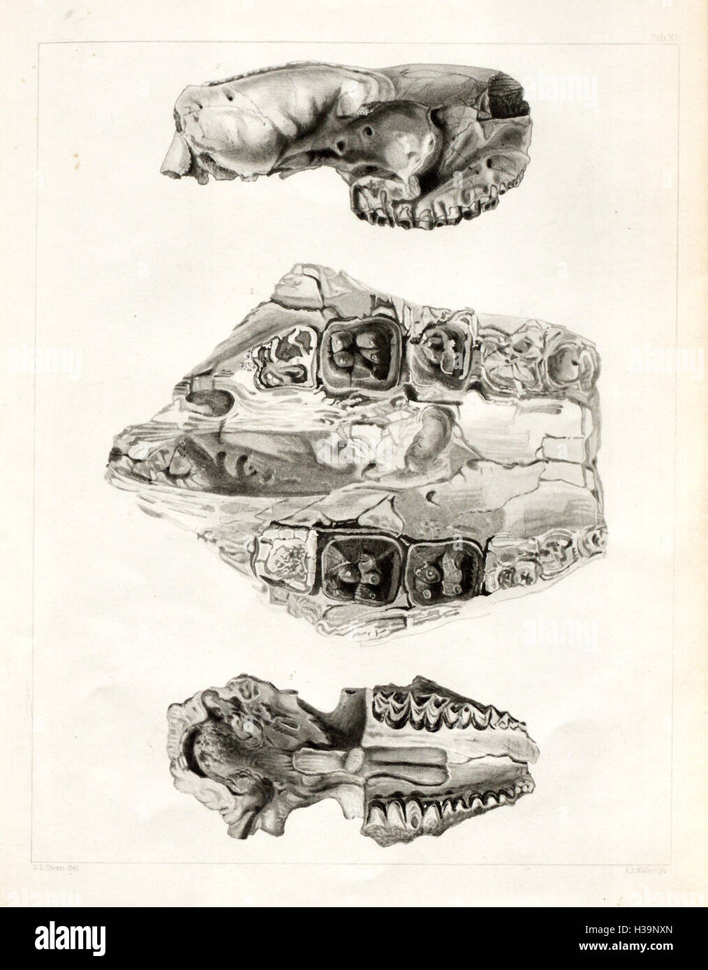 This report details the fossilized remains of extinct mammals and ...