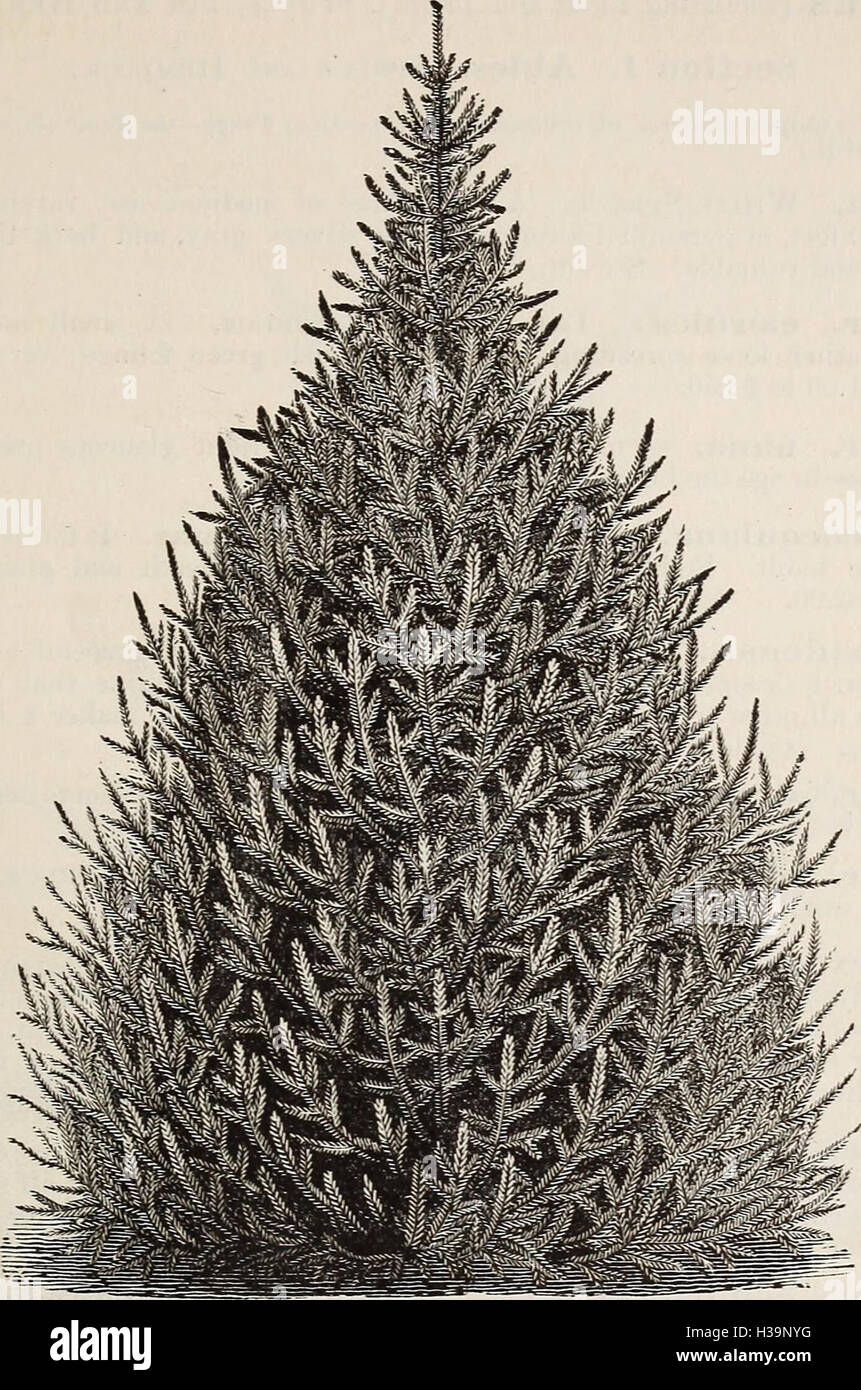 Descriptive catalogue of ornamental trees, shrubs, roses, etc ...