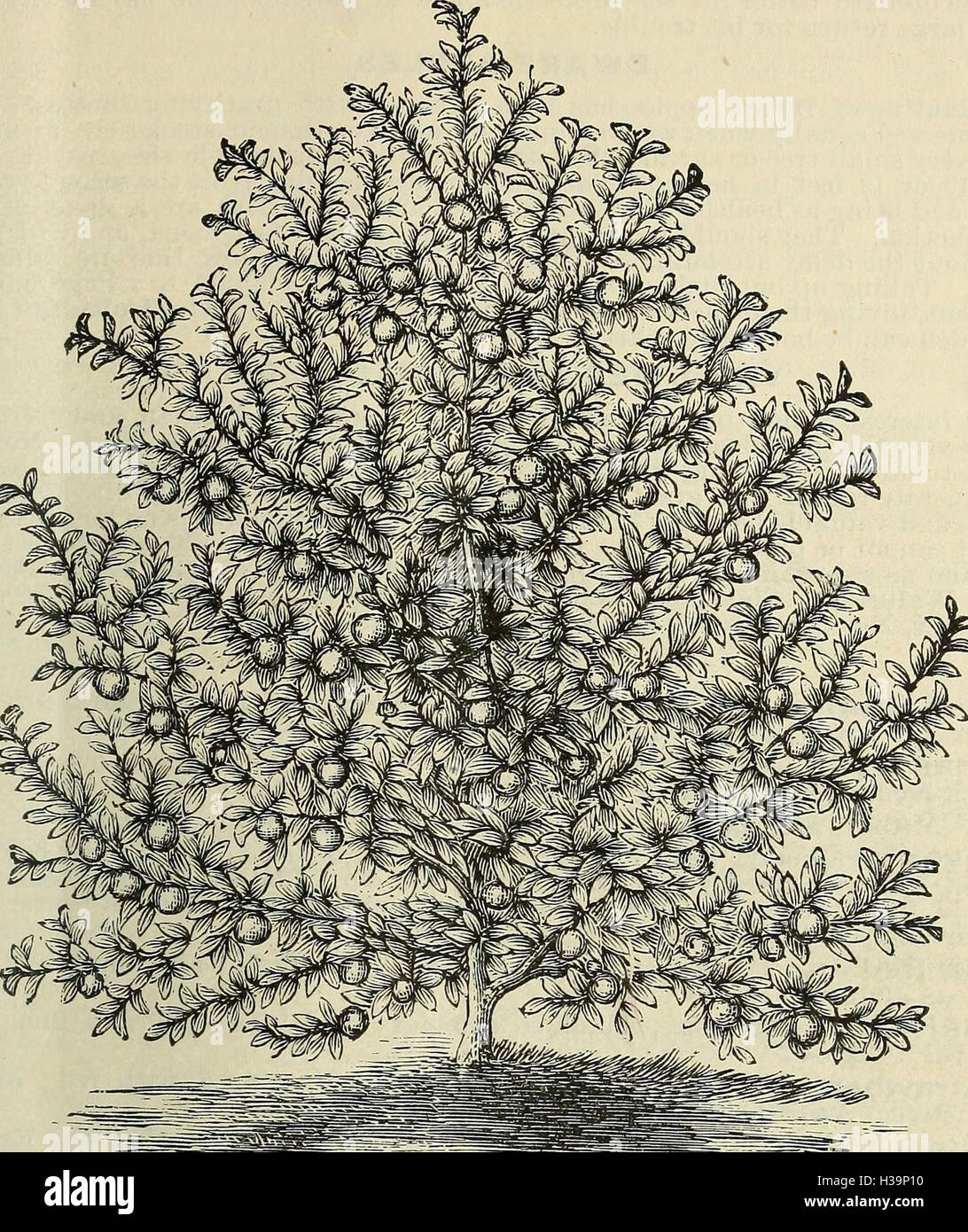 Descriptive illustrated catalogue of fruit and ornamental trees, shrubs ...