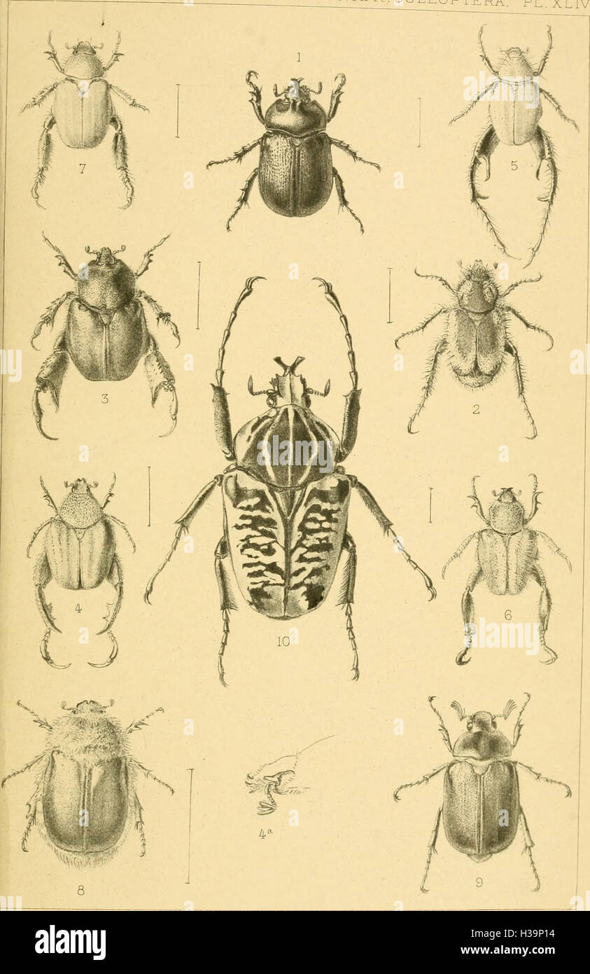 This page features a descriptive catalog of Coleoptera from South ...