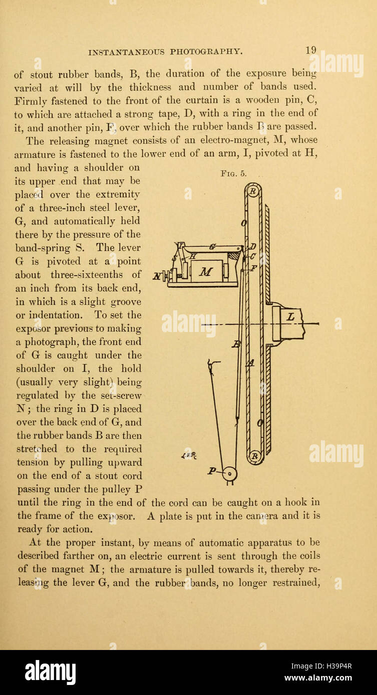 Limb morphology across species hi-res stock photography and images - Alamy