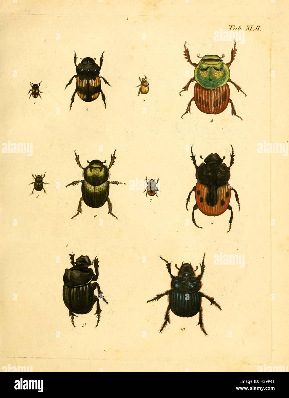 This illustration series accompanies Karl Illiger's translation of ...