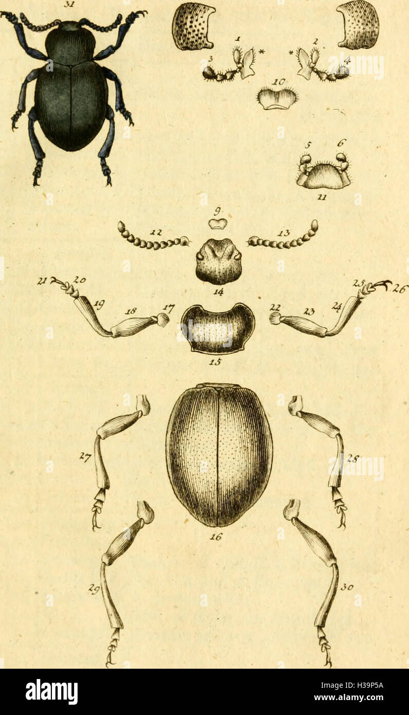 This entomological handbook, published in 1795, catalogs the insect ...