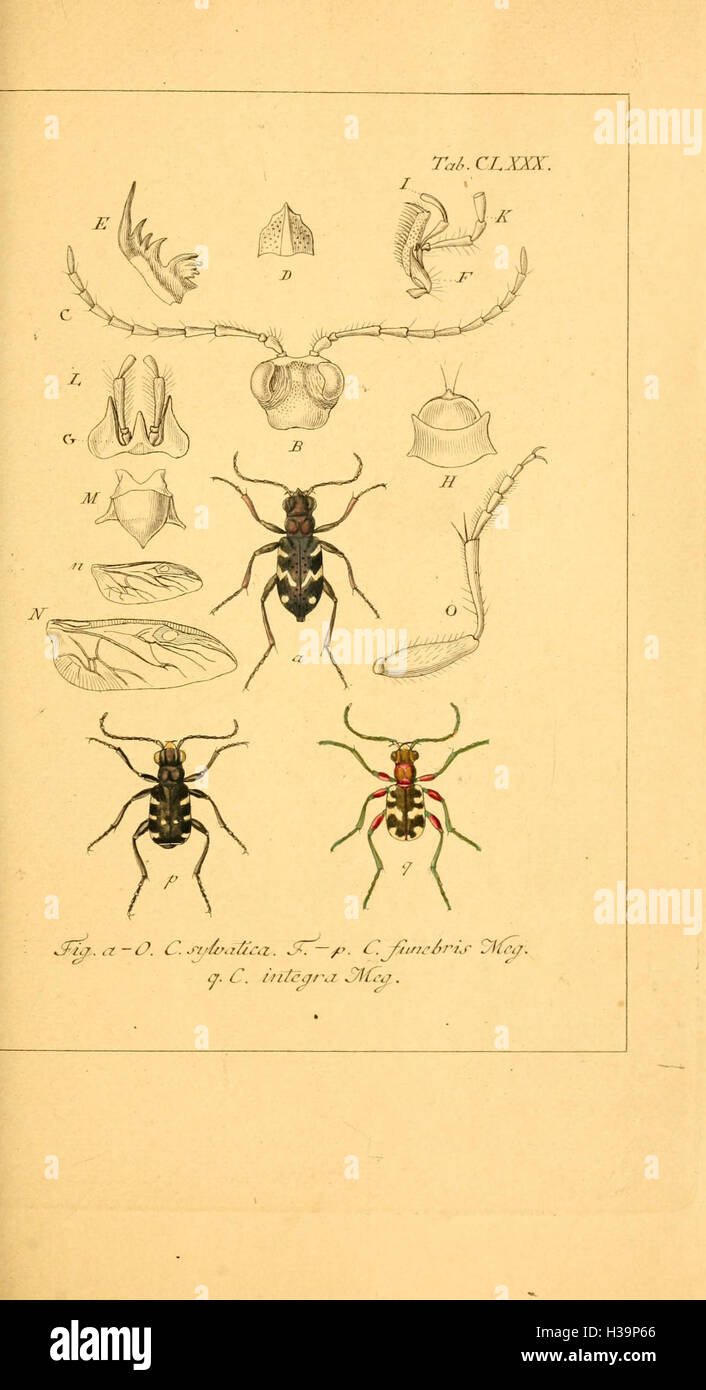Insect anatomy comparison hi-res stock photography and images - Alamy