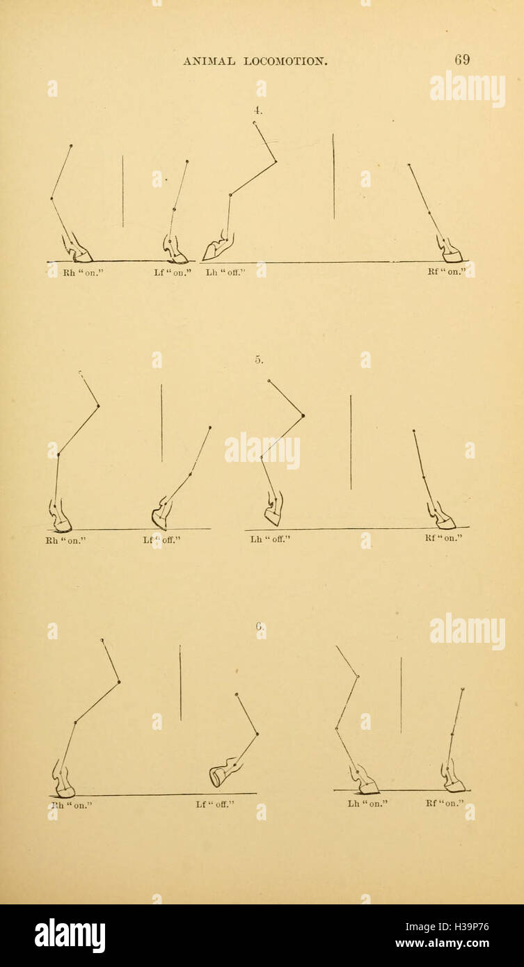 A study on the various forms of locomotion in animals, including ...