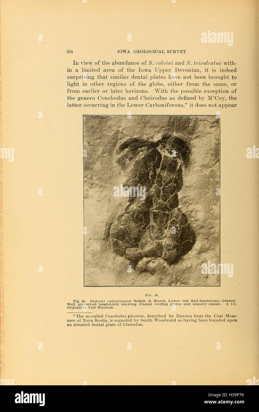 Devonian fish fossils hi-res stock photography and images - Alamy