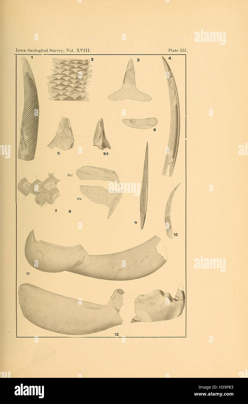 Fish fossil from the devonian period hi-res stock photography and ...