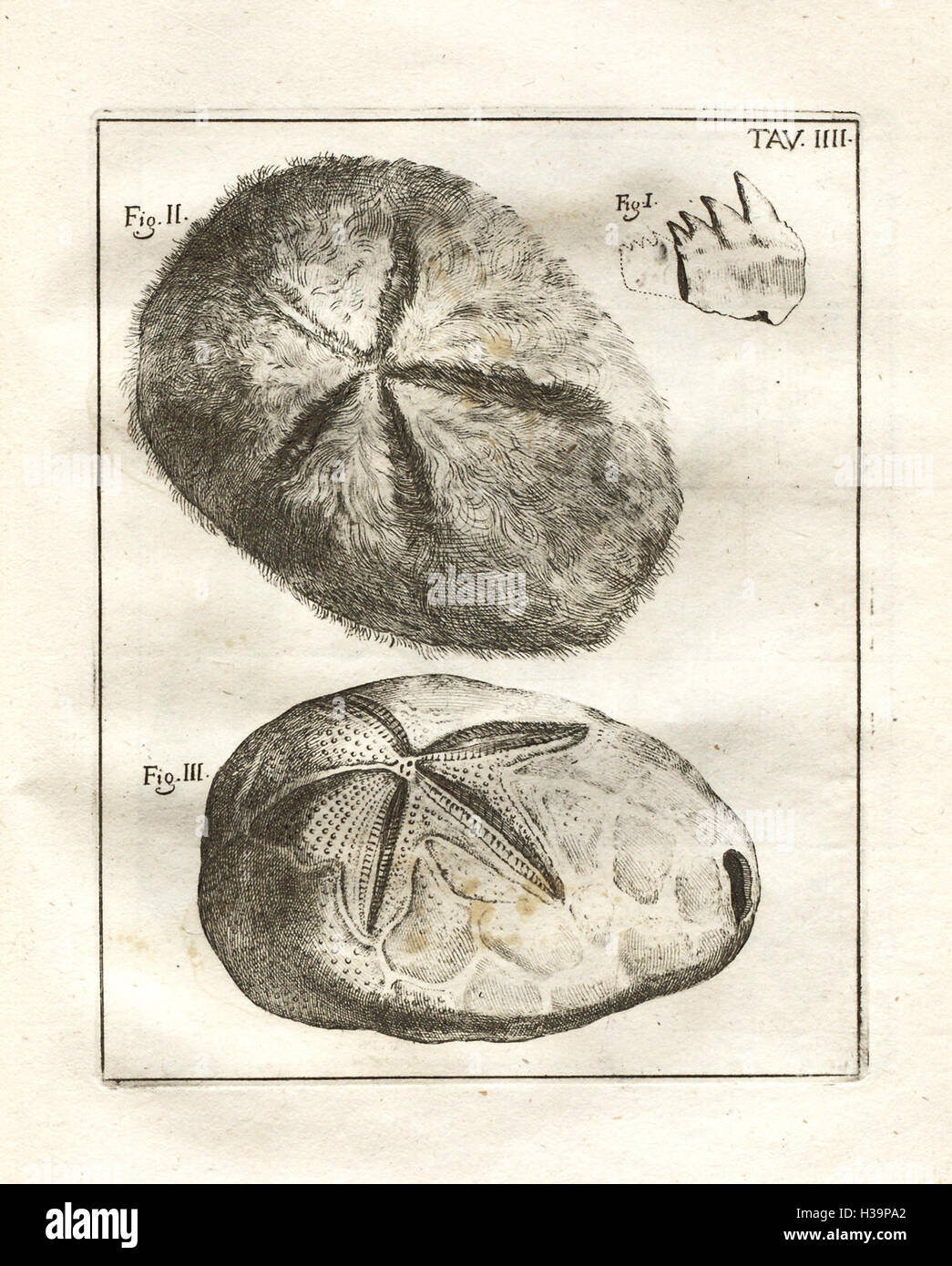 Fossilized bodies hi-res stock photography and images - Alamy