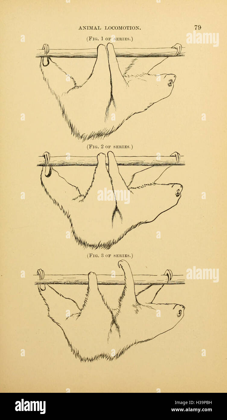 This work discusses the mechanics of animal locomotion, focusing on how ...