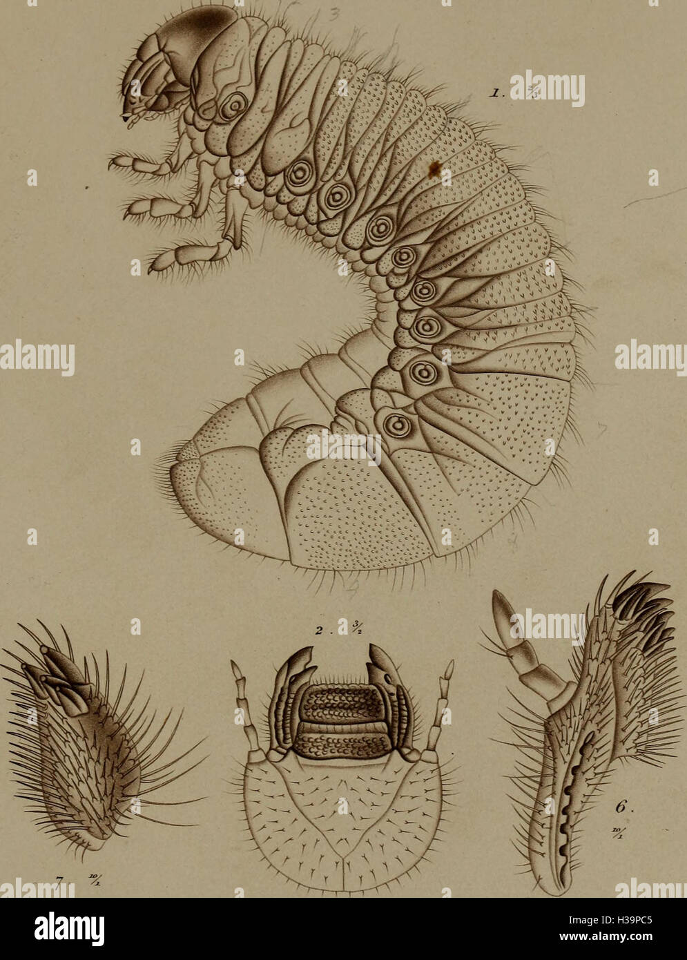 A study on the metamorphosis of insects, focusing on the development ...