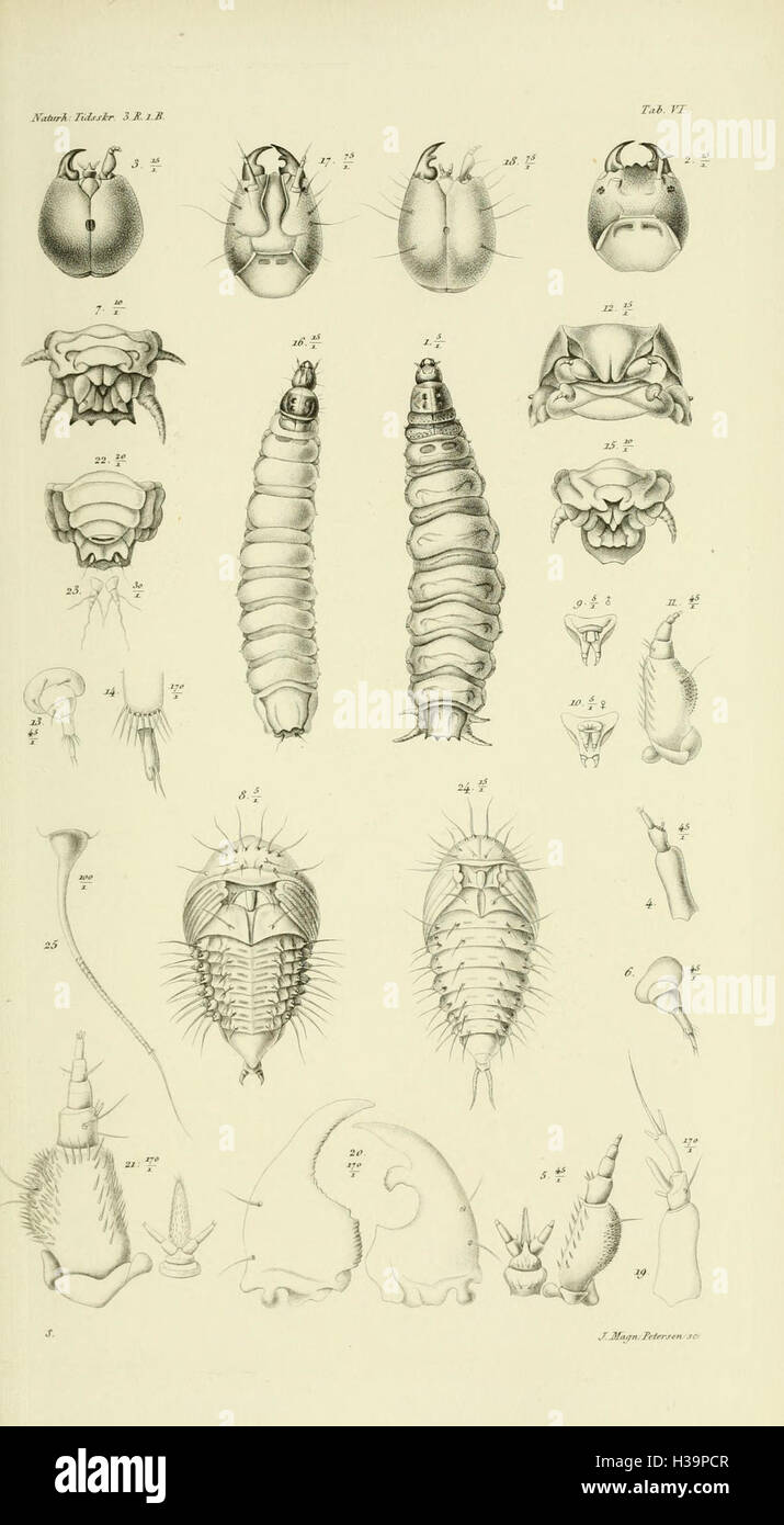 This work examines the metamorphosis of various species, providing ...