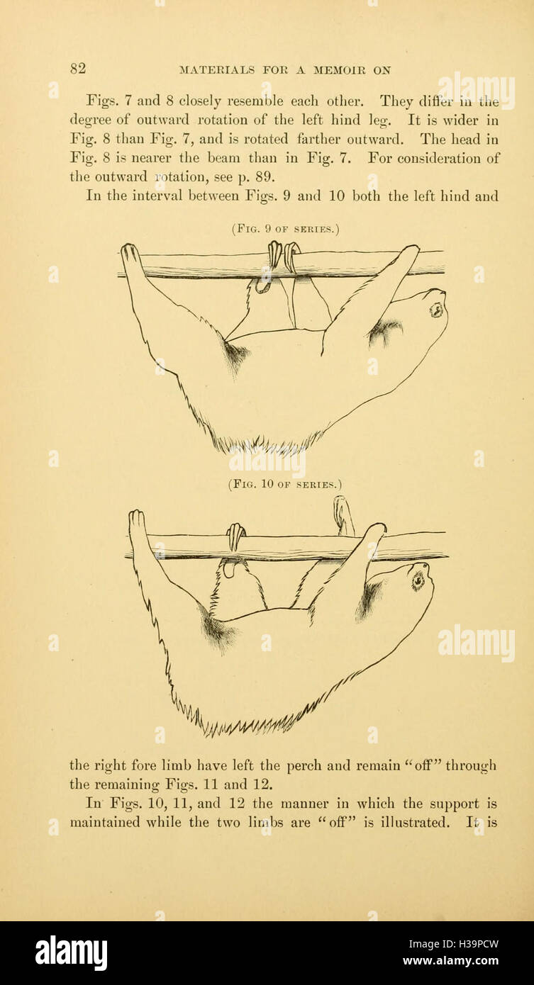 'Animal Locomotion' explores the mechanics of movement in animals ...