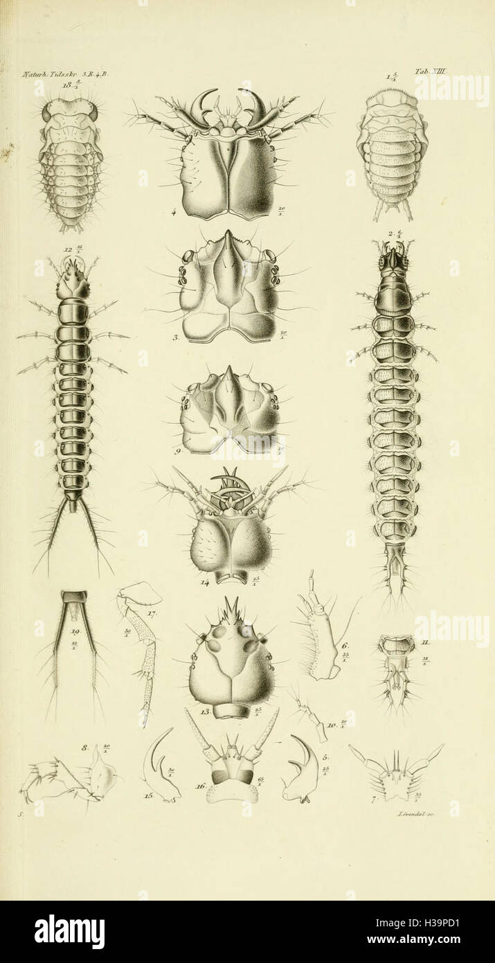 This work focuses on the metamorphosis of Eleutheratorum species ...