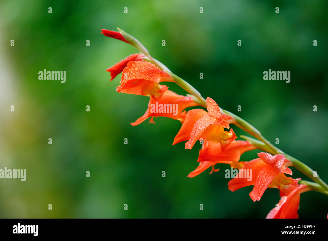 Green Gladiolus High Resolution Stock Photography and Images - Alamy