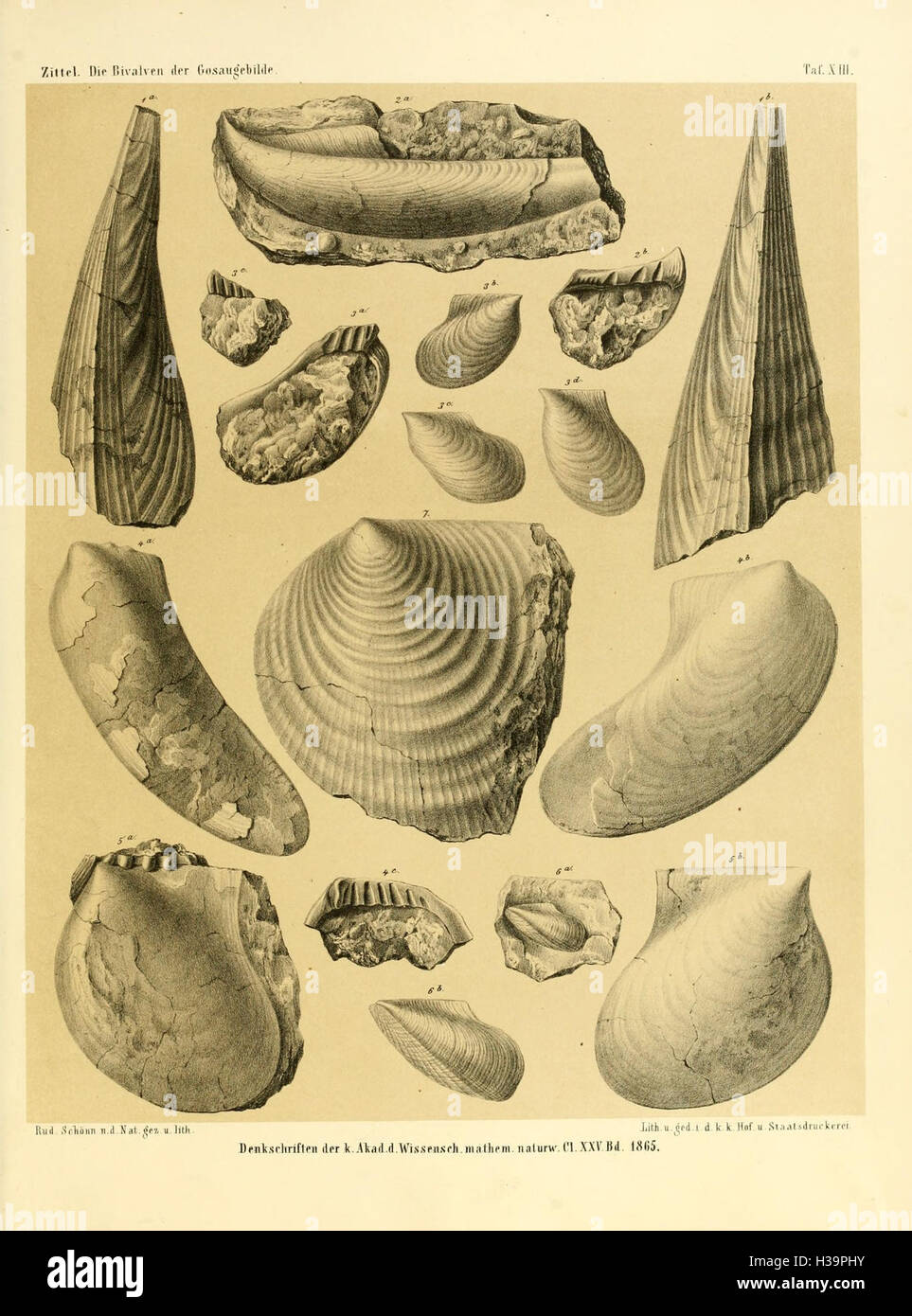 This work provides a detailed study of bivalve fossils from the Gosau ...