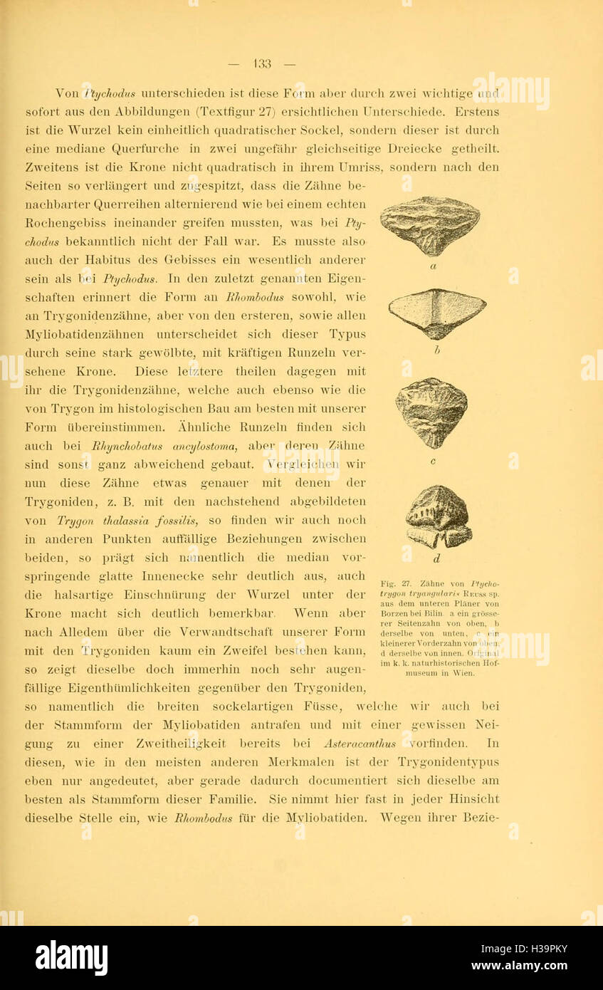 This work on the Eocene sharks from Monte Bolca provides detailed ...