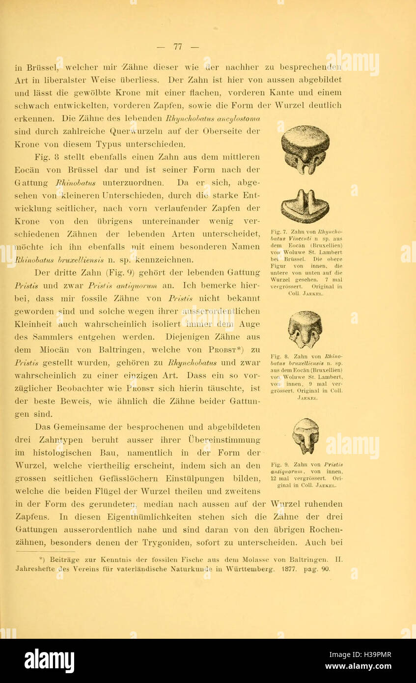 This study focuses on the Eocene-era sharks from Monte Bolca, examining ...
