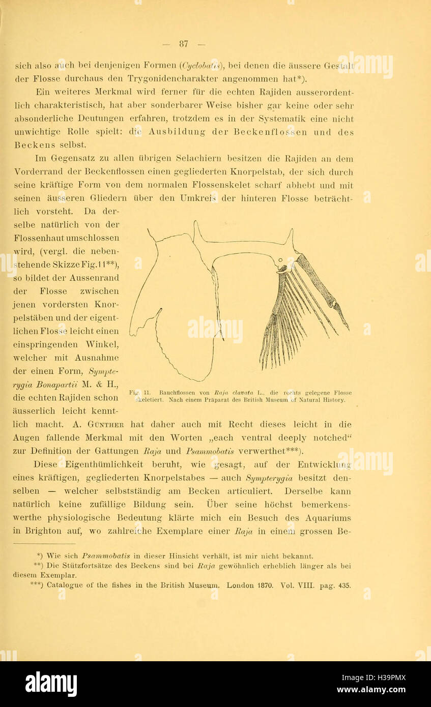A study of Eocene-era sharks from Monte Bolca, with a focus on their ...