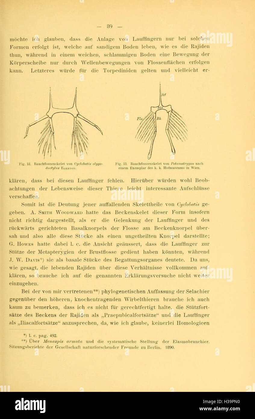 A paleontological study of Eocene sharks from the Monte Bolca site ...