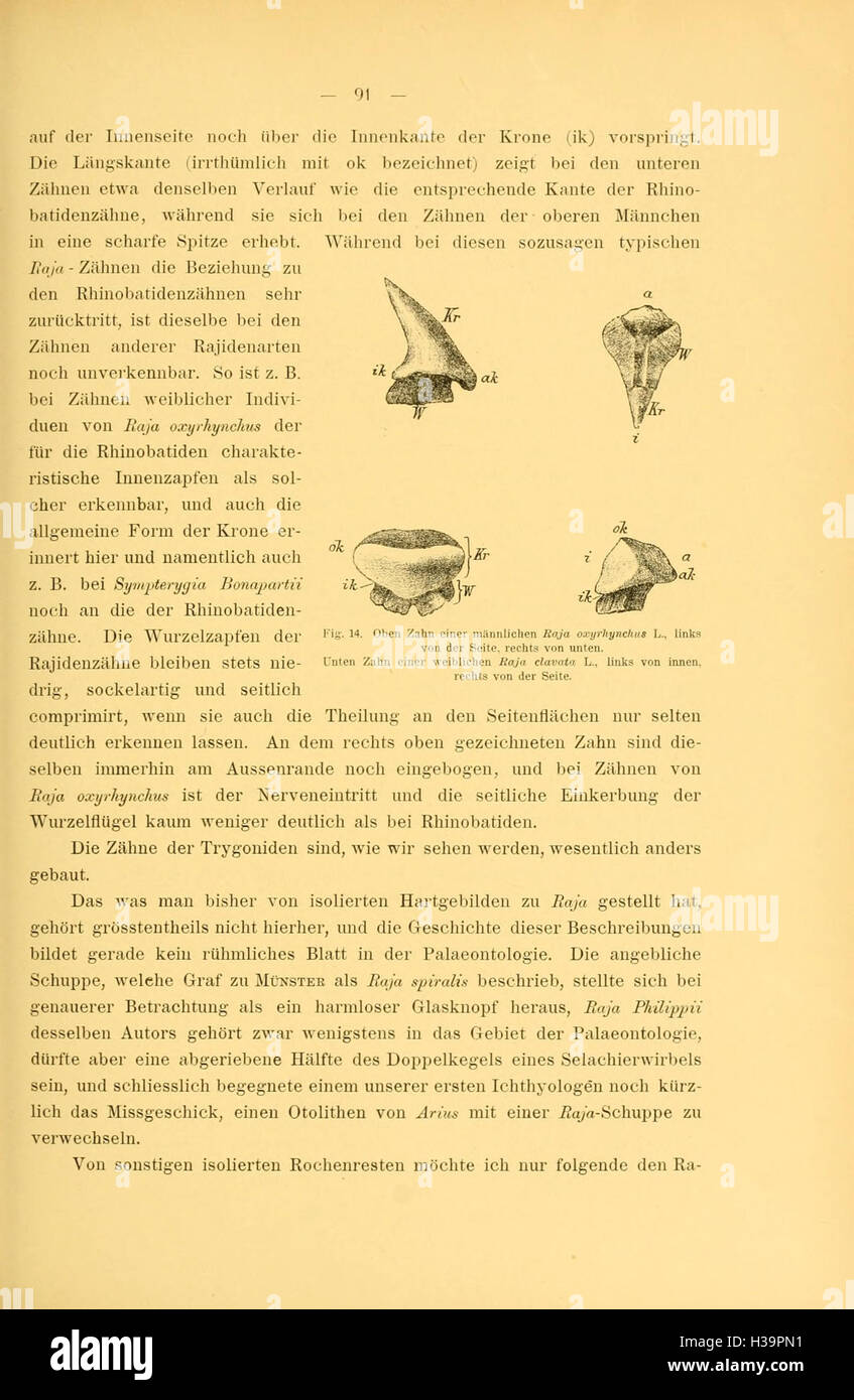 This work focuses on the Eocene shark species from the Monte Bolca site ...
