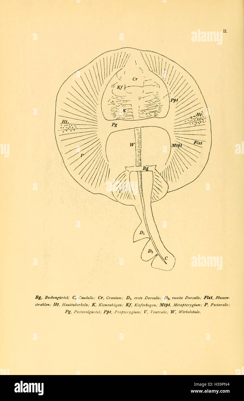 Remarkable fossil hi-res stock photography and images - Alamy