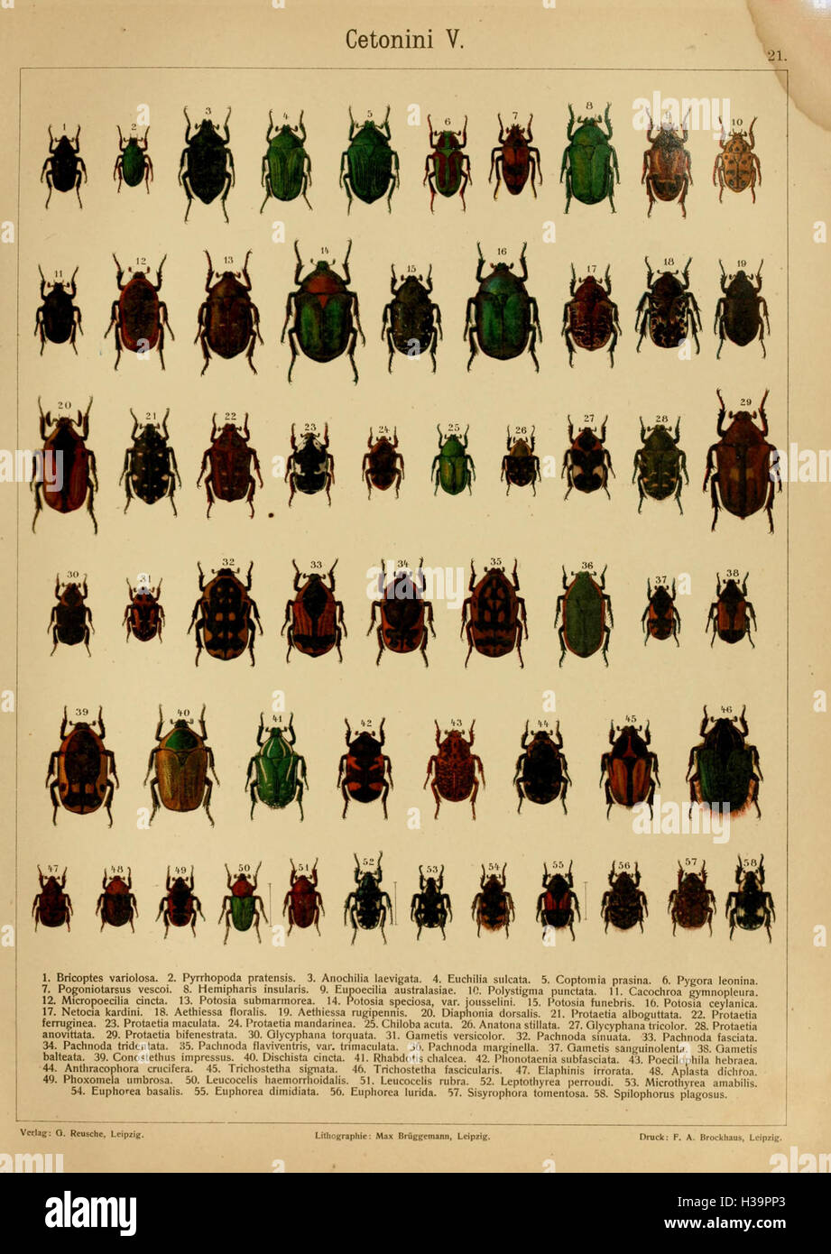 This page provides a detailed exploration of exotic beetles ...
