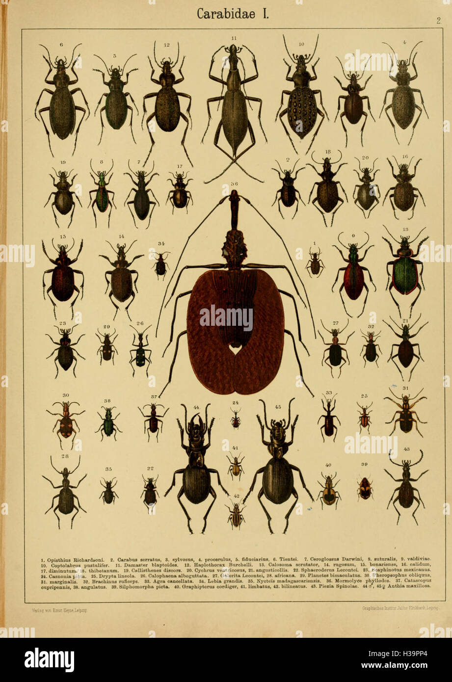 This book explores exotic beetles, featuring detailed descriptions and ...