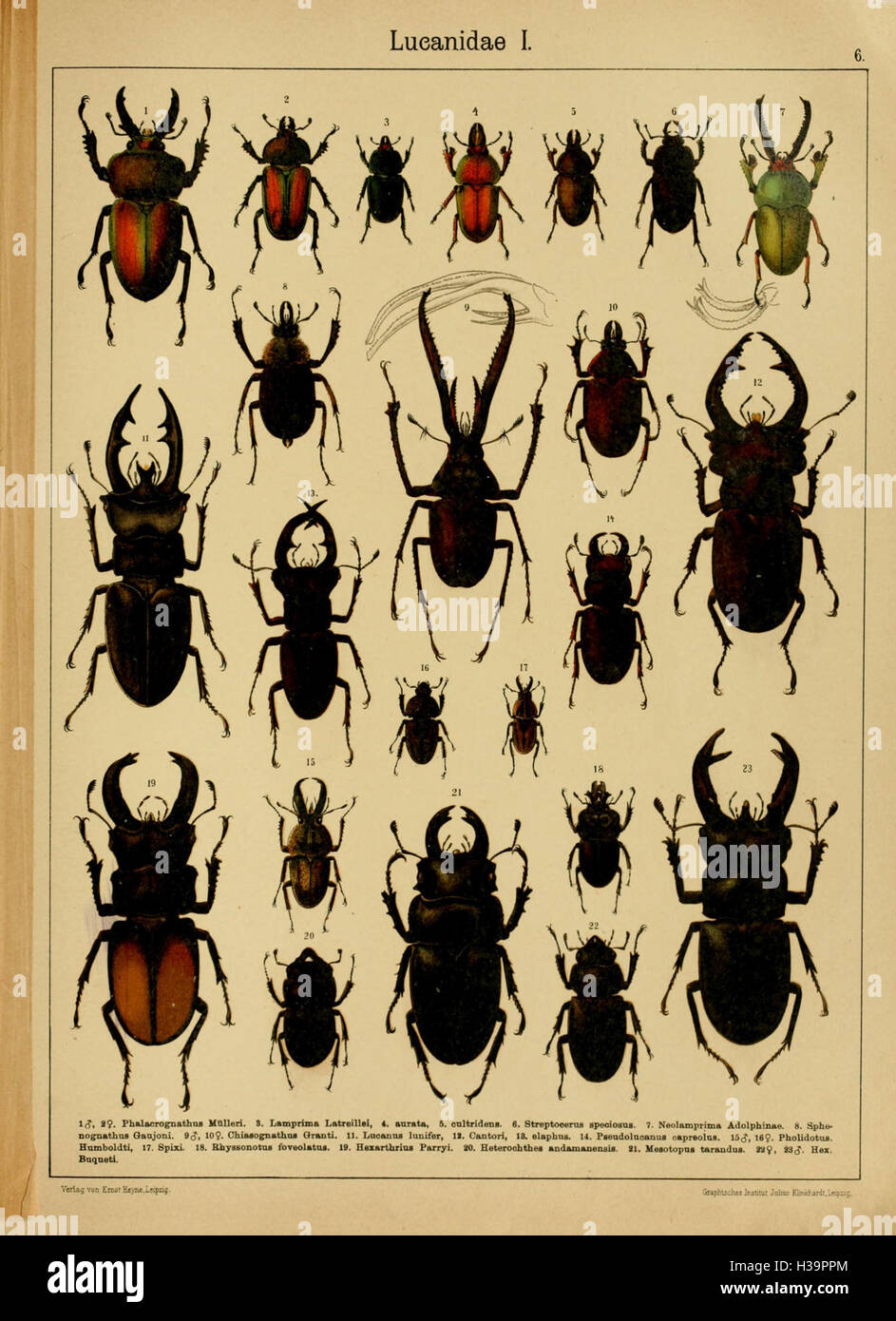 This work presents a detailed study of exotic beetles, combining visual ...