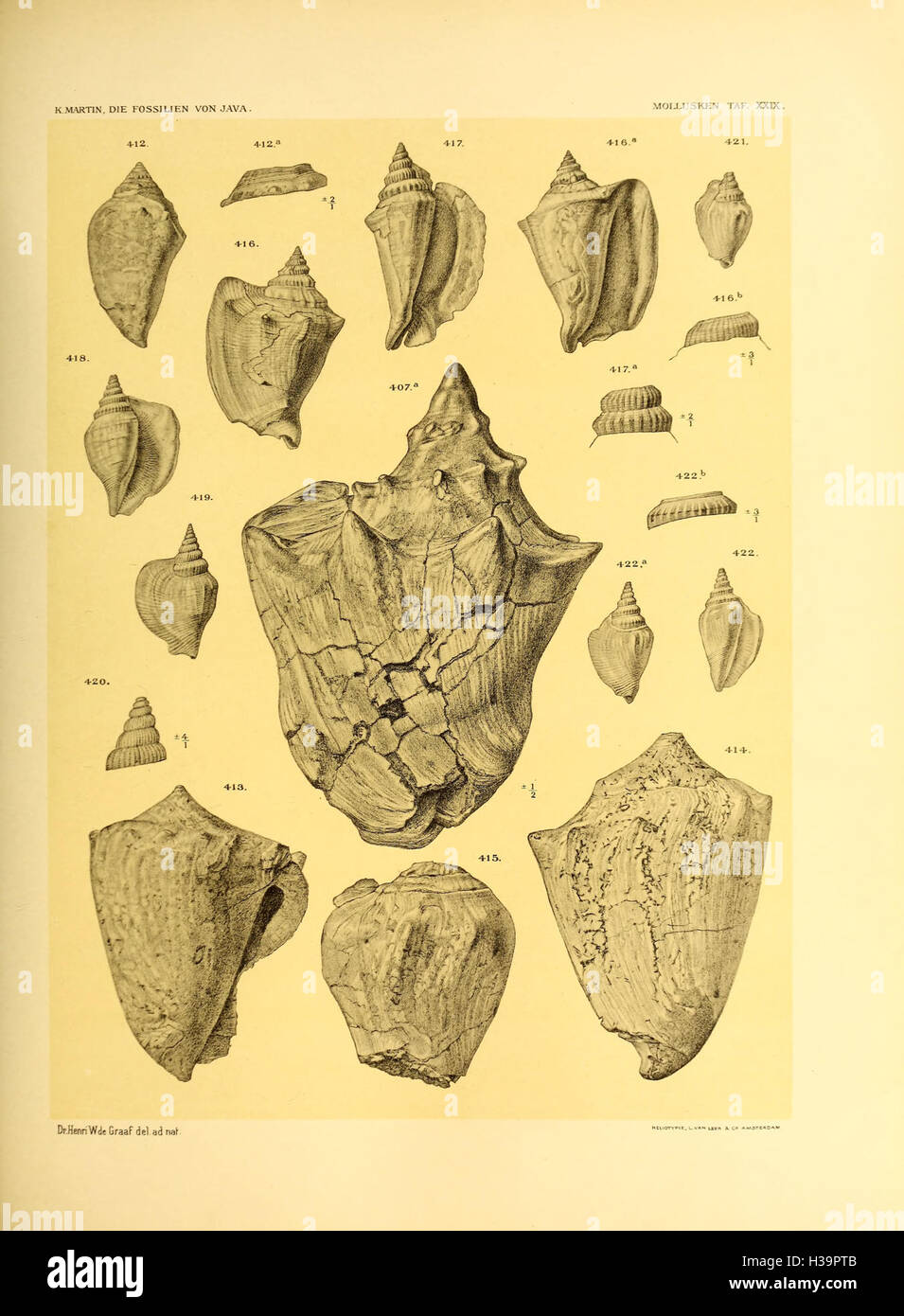 Marine fossils discovery hi-res stock photography and images - Alamy