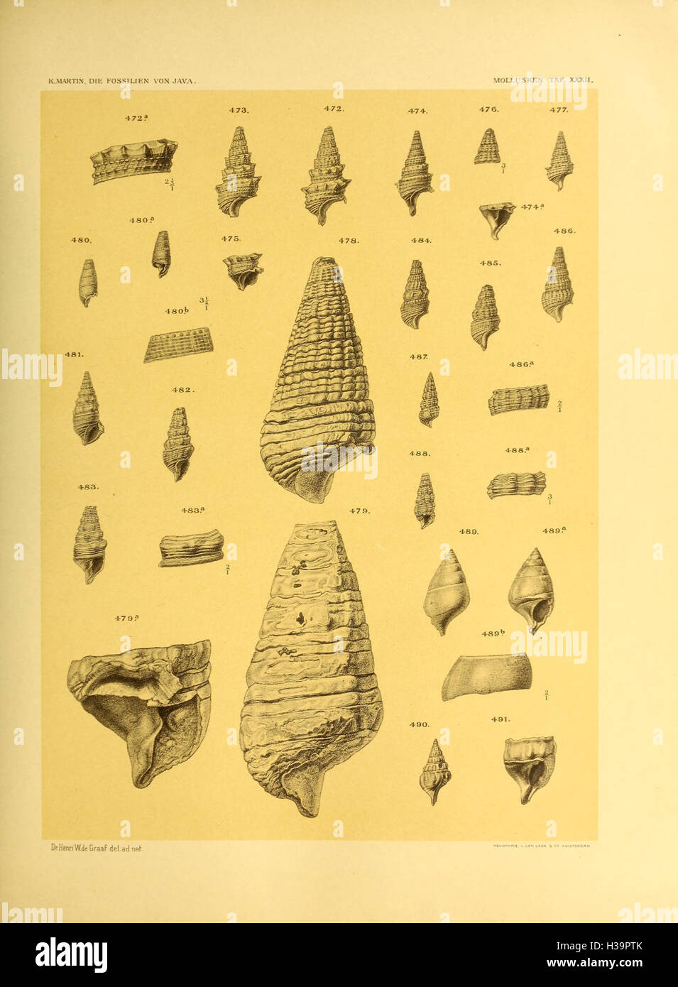 A detailed study of mollusk fossils from Java, presented with ...