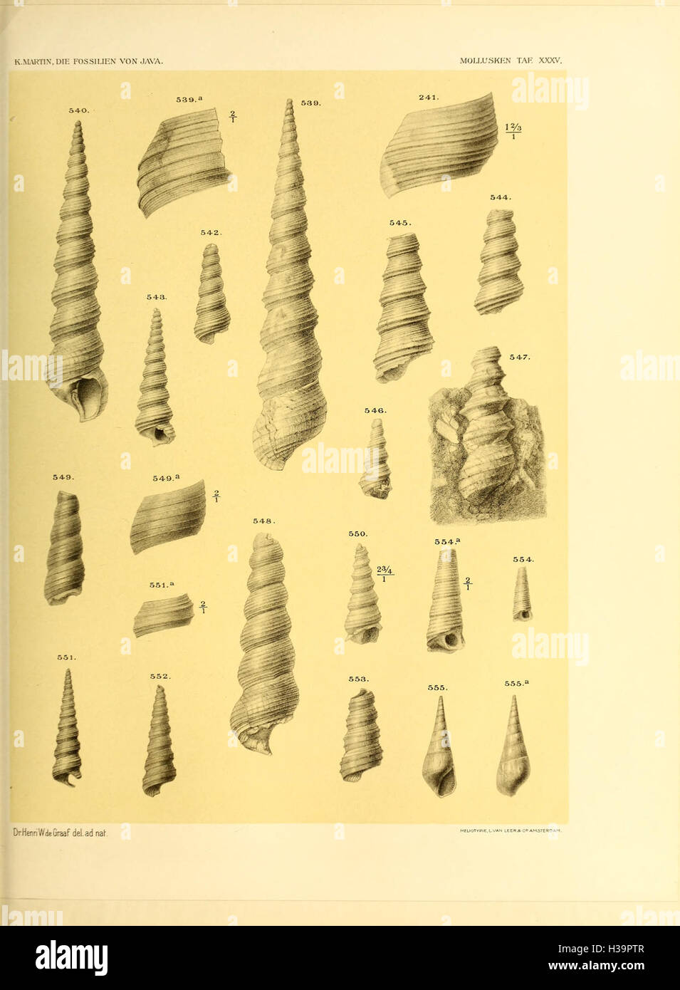 This work documents the fossil mollusks of Java, offering insights into ...