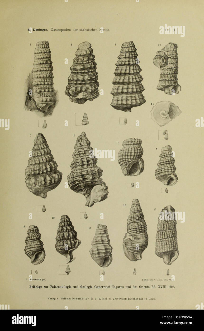 This work focuses on the gastropods (snails) of the Saxon Cretaceous ...