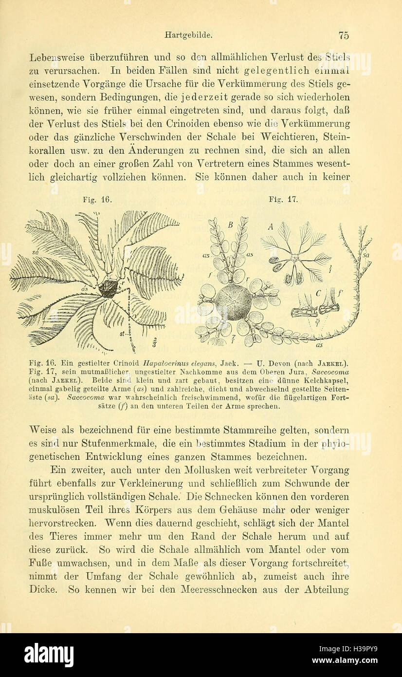 This work explores the geological foundations of the theory of ...