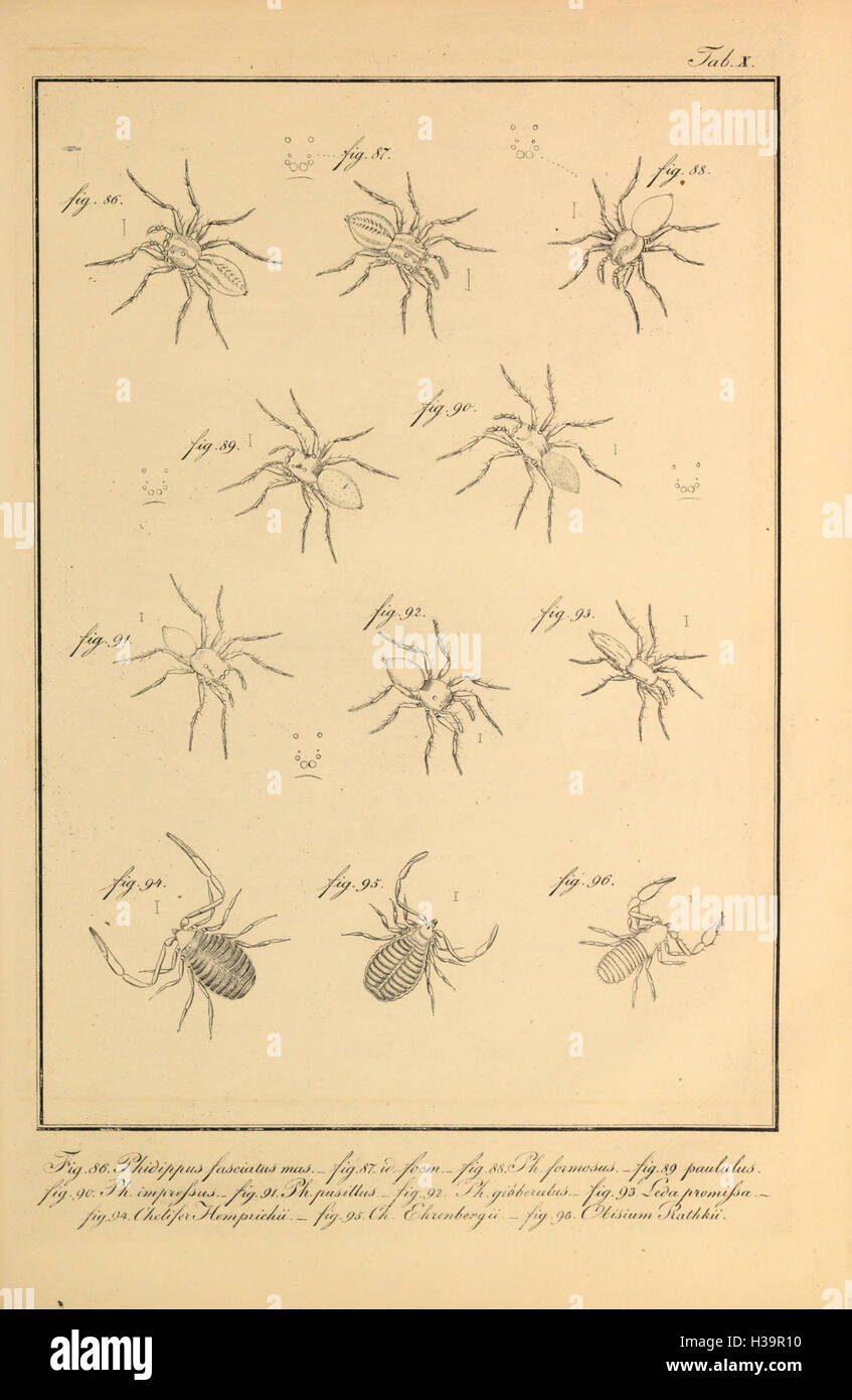 This work discusses the organic remains of prehistoric life preserved ...