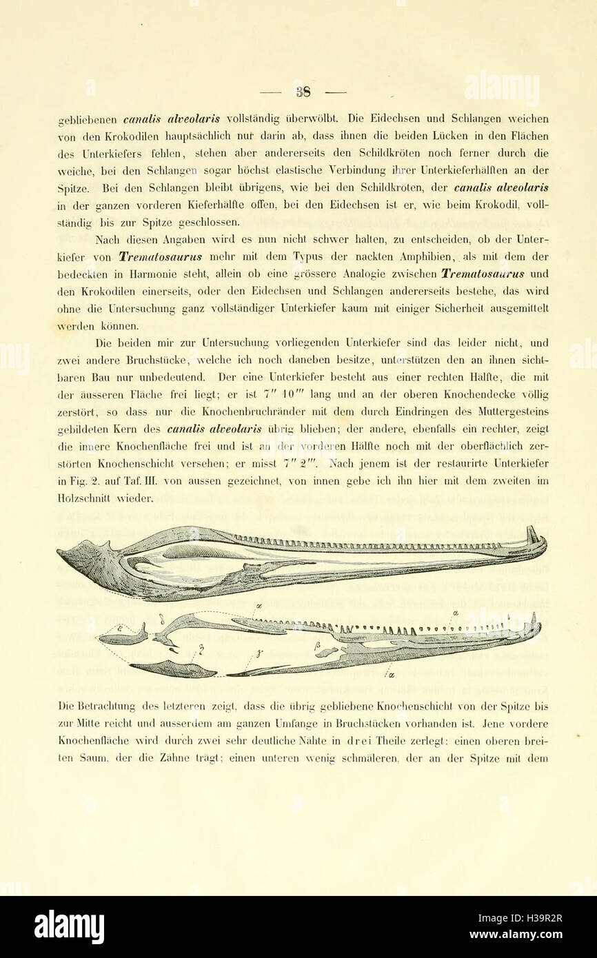 Detailed examination extinct creatures hi-res stock photography and ...