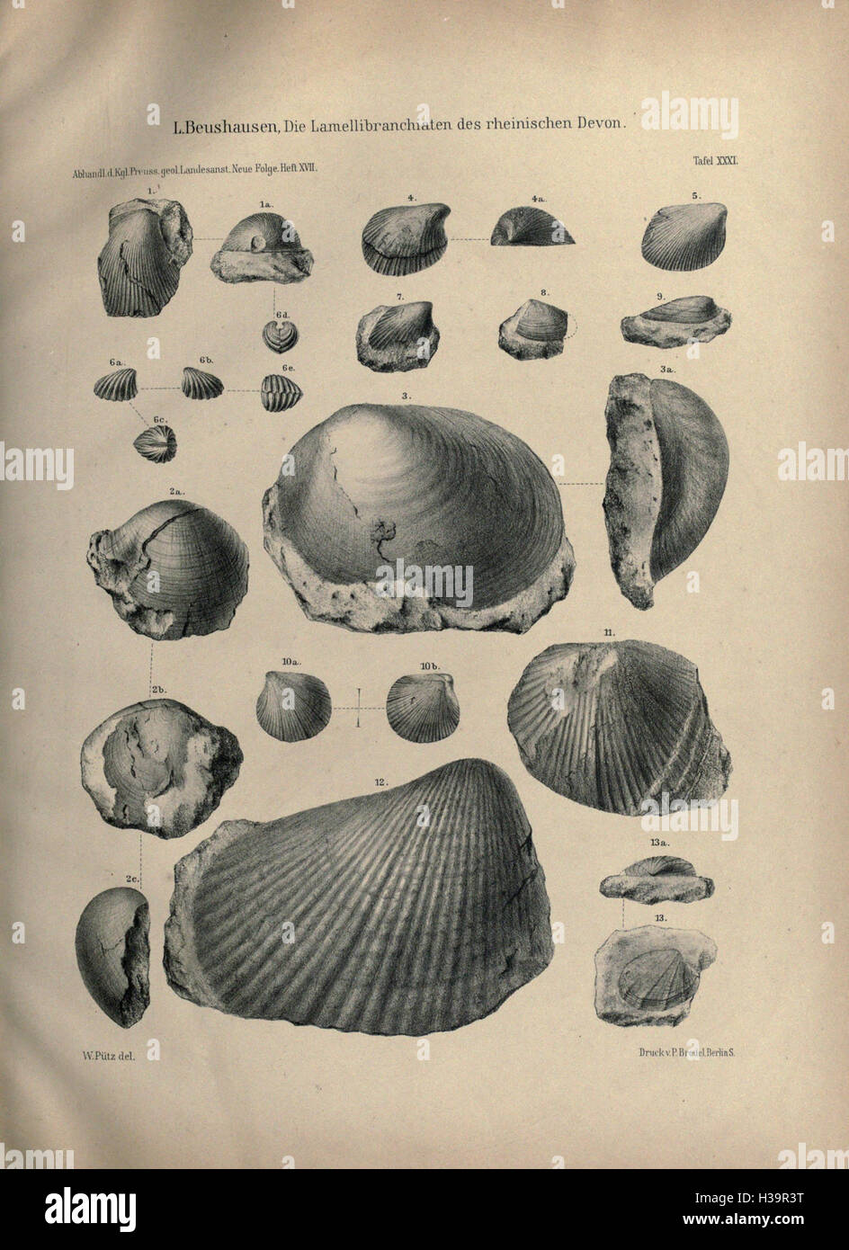 Various marine bivalve species hi-res stock photography and images - Alamy