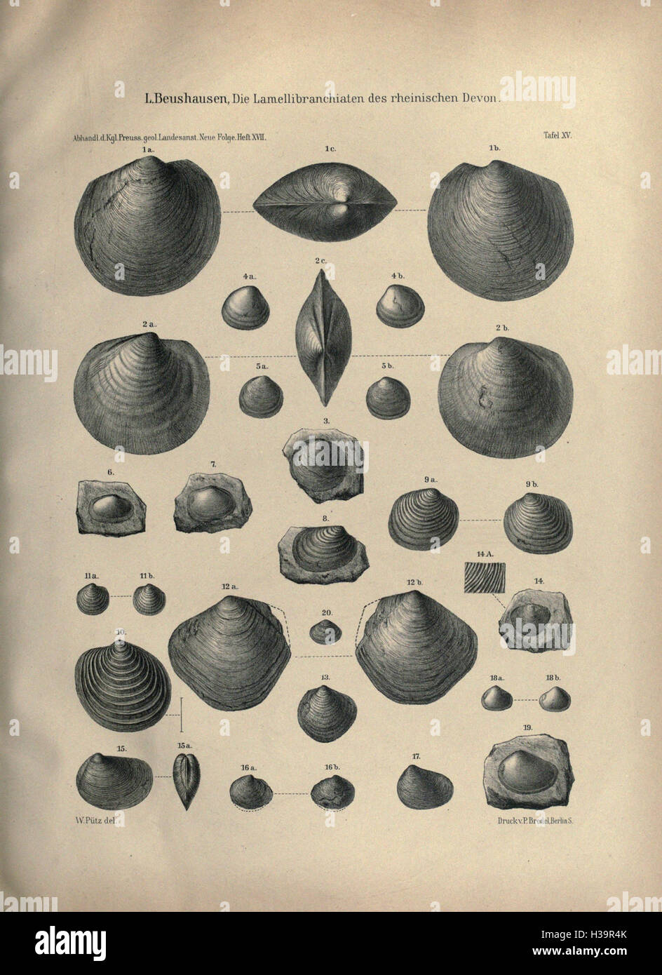 Fossils of the devonian or rhenish formation hi-res stock photography ...
